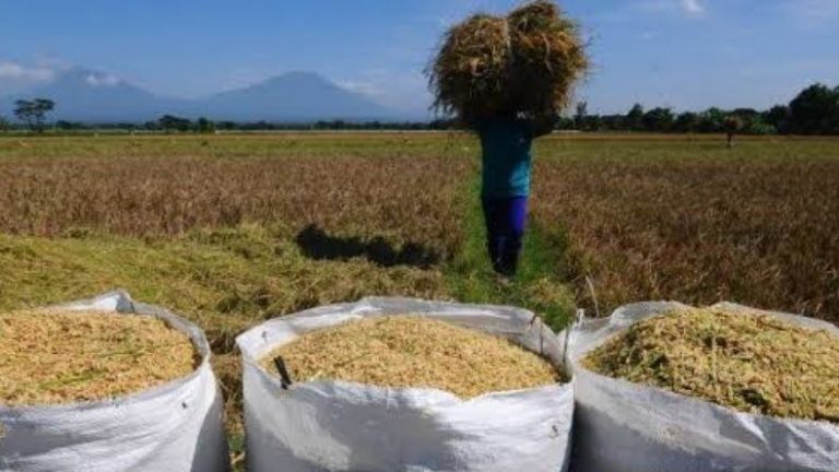 Kemarau Akibatkan Lahan Sawah di Pati Tidak Produktif, Produksi Gabah Anjlok - Mondes