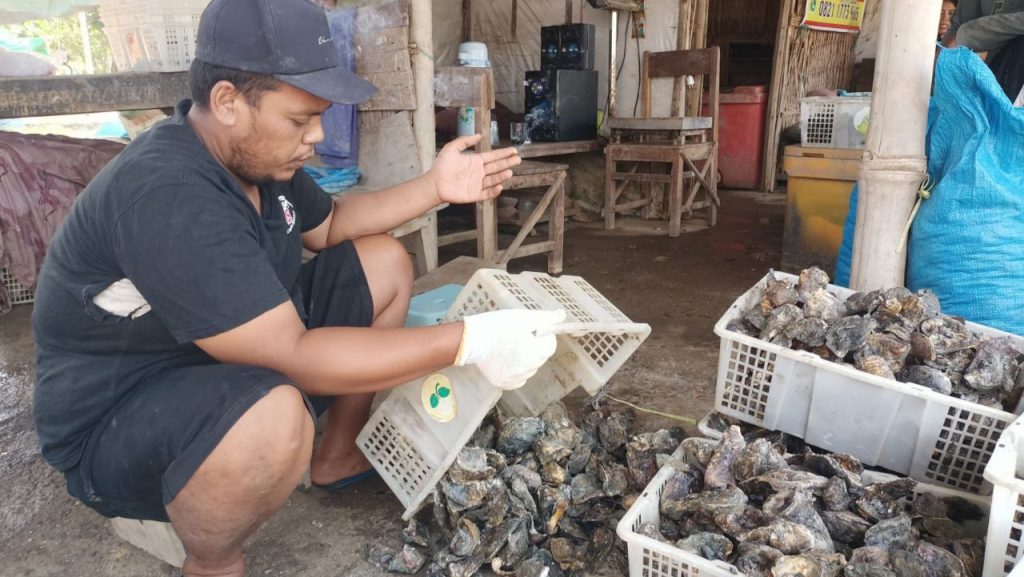 Aneka Kerang Mentah Dijual Murah di Jepara - Mondes