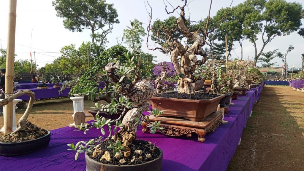 Pameran Bonsai di Wisata Agro Jollong Digelar Hingga Akhir Pekan - Mondes