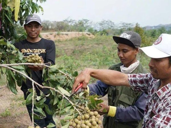 Cuaca Ekstrem, Harga Cabai Rawit Setan Tembus Rp67 Ribu per Kilogram ...
